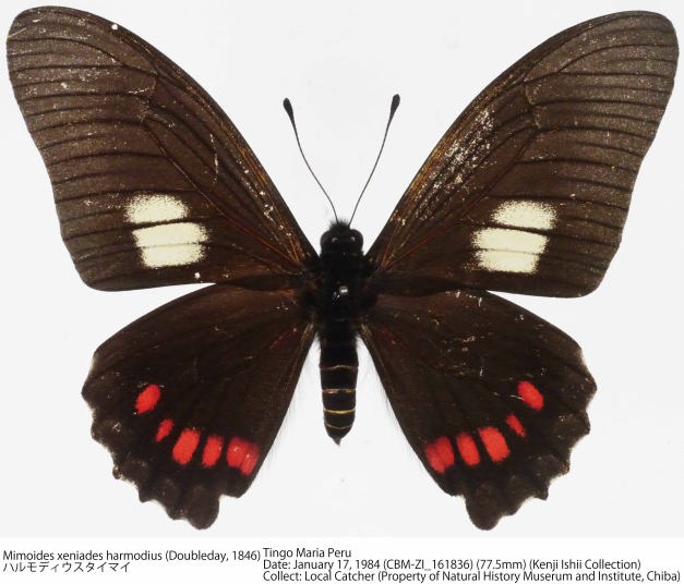 https://en.wikipedia.org/wiki/Mimoides_xeniades