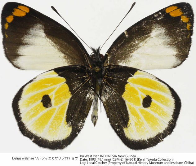 A. Yagishita, S. Nakano & S. Morita, 1993,An illustrated list of the Genus Delias Hubner of the ...