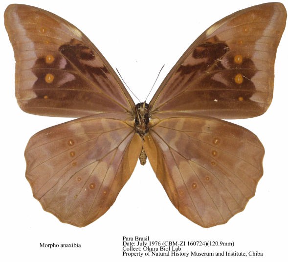 morpho anaxibia