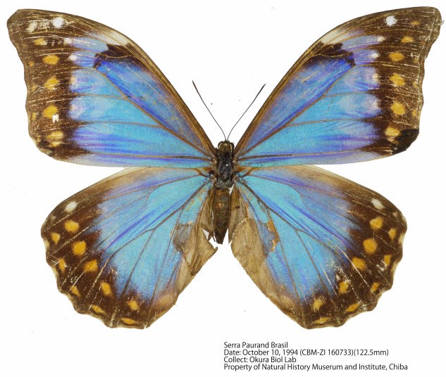 morpho anaxibia