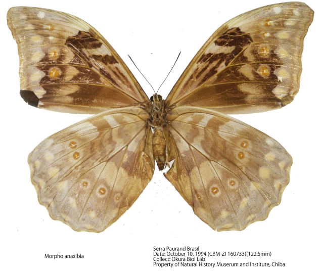 Morpho Anaxibia
