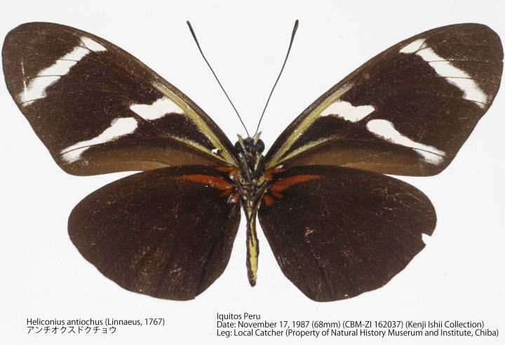 https://en.wikipedia.org/wiki/Heliconius_antiochus
